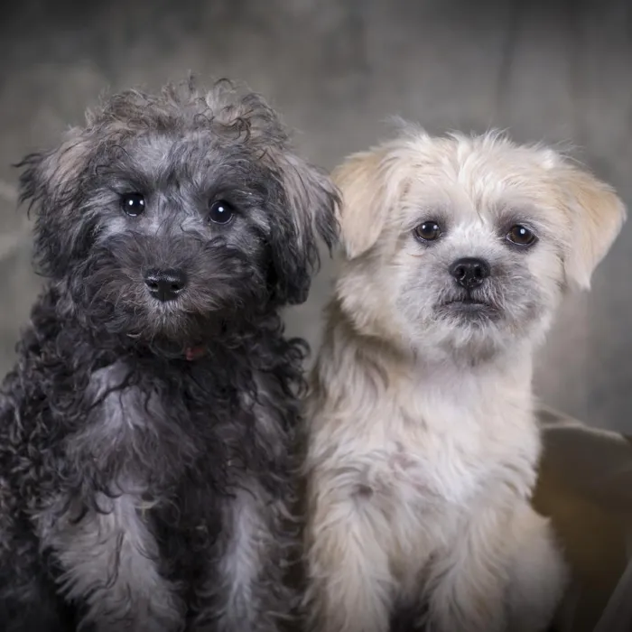 About Schnoodle Breed