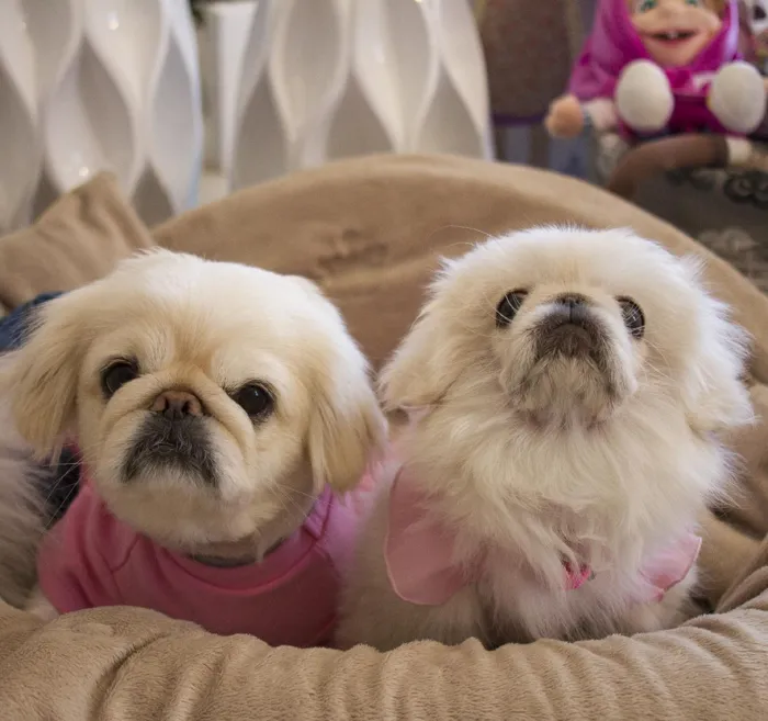About Pekingese Breed